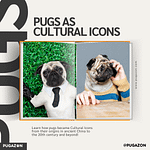 Evolution of Pugs: From Ancient Origins to Modern Companions
