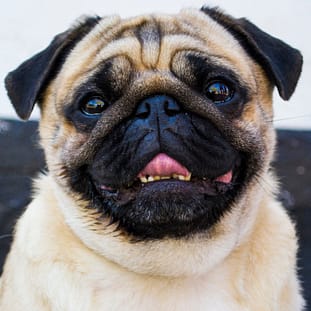 Chinese Pug Dog: A Guide to History, Care, and Fun Facts