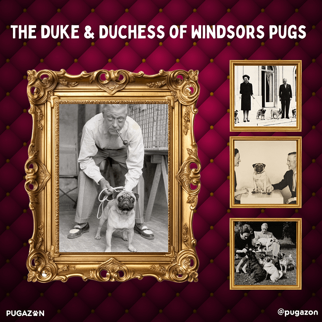 Iconic Pugs in History: Their Remarkable Stories