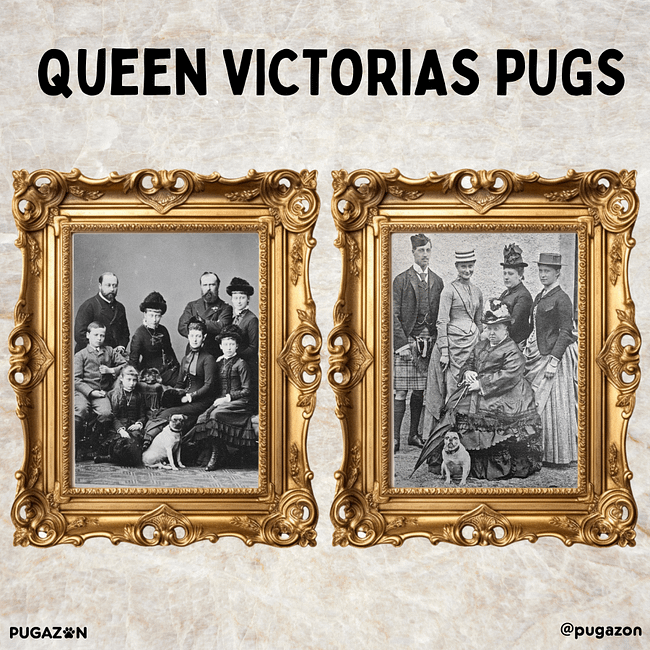 Iconic Pugs in History: Their Remarkable Stories