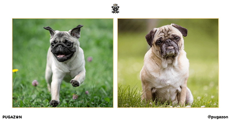 Pugs 101: Ultimate Biography, Care, Training & History Guide