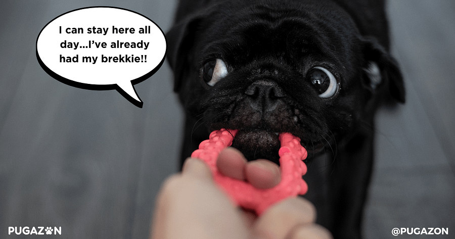 Pug Obesity: Comprehensive Guide to Prevention & Management