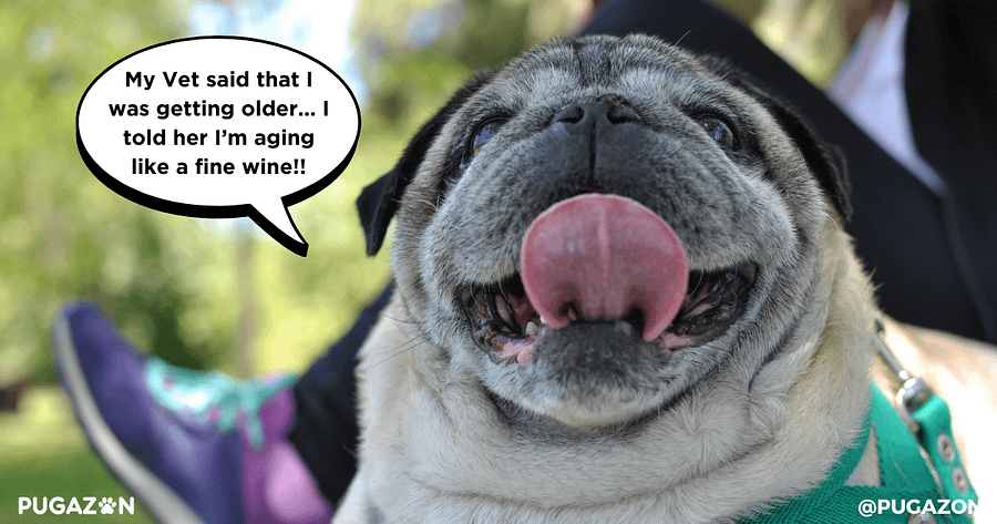Pug Obesity: Comprehensive Guide to Prevention & Management