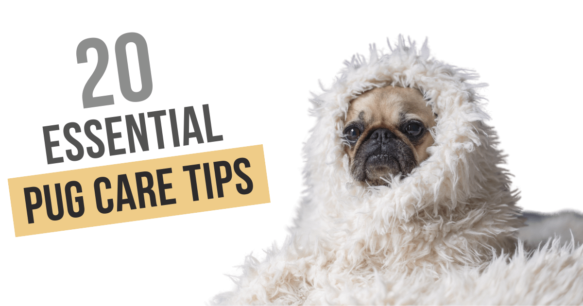 Pug Care Tips | 20 Essential Tips for a Happy, Healthy Pug